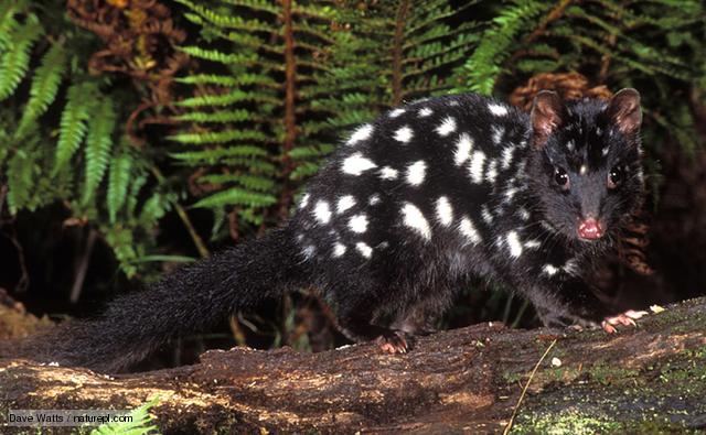 Infratřída VAČNATÍ (marsupialia) :: Exotická Zvířata Planety