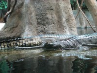 Krokodýl mořský (Crocodylus porosus) a Gaviál indický (Gavialis ...