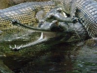 Krokodýl mořský (Crocodylus porosus) a Gaviál indický (Gavialis ...