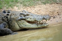 Krokodýl mořský (Crocodylus porosus) a Gaviál indický (Gavialis ...