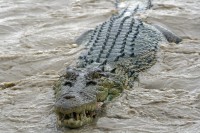 Krokodýl mořský (Crocodylus porosus) a Gaviál indický (Gavialis ...