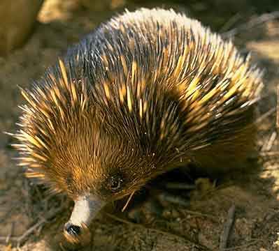 Podtřída VEJCORODÍ (Prototheria) :: Exotická Zvířata Planety