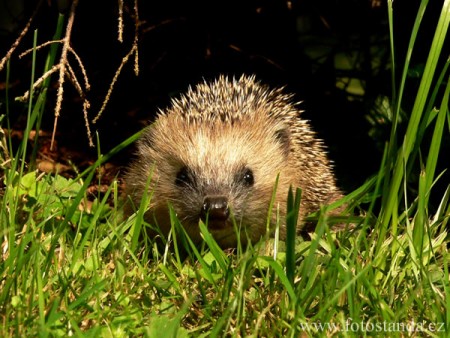řád HMYZOŽRAVCI (Insectivora) :: Exotická Zvířata Planety