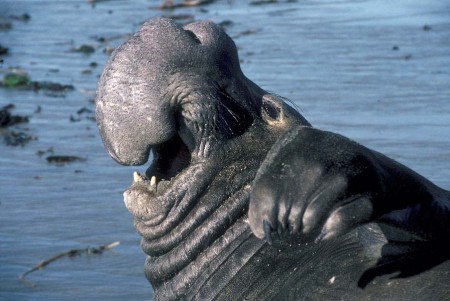 Rypouš sloní (Mirounga leonina) :: Exotická Zvířata Planety